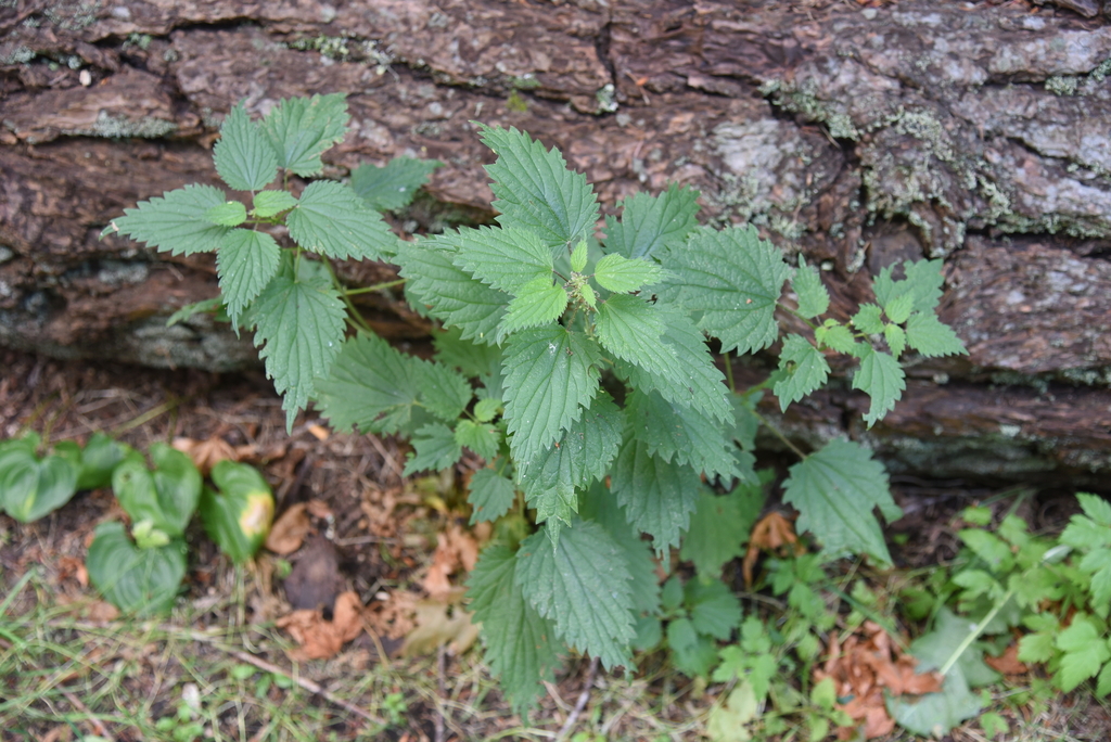 great stinging nettle from Fairfield, Victoria, BC, Canada on July 1 ...