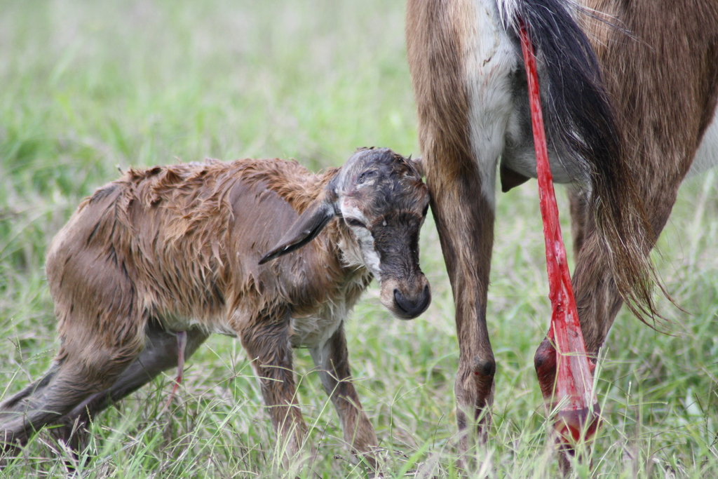Blesbok (Damaliscus pygargus phillipsi) - Know Your Mammals