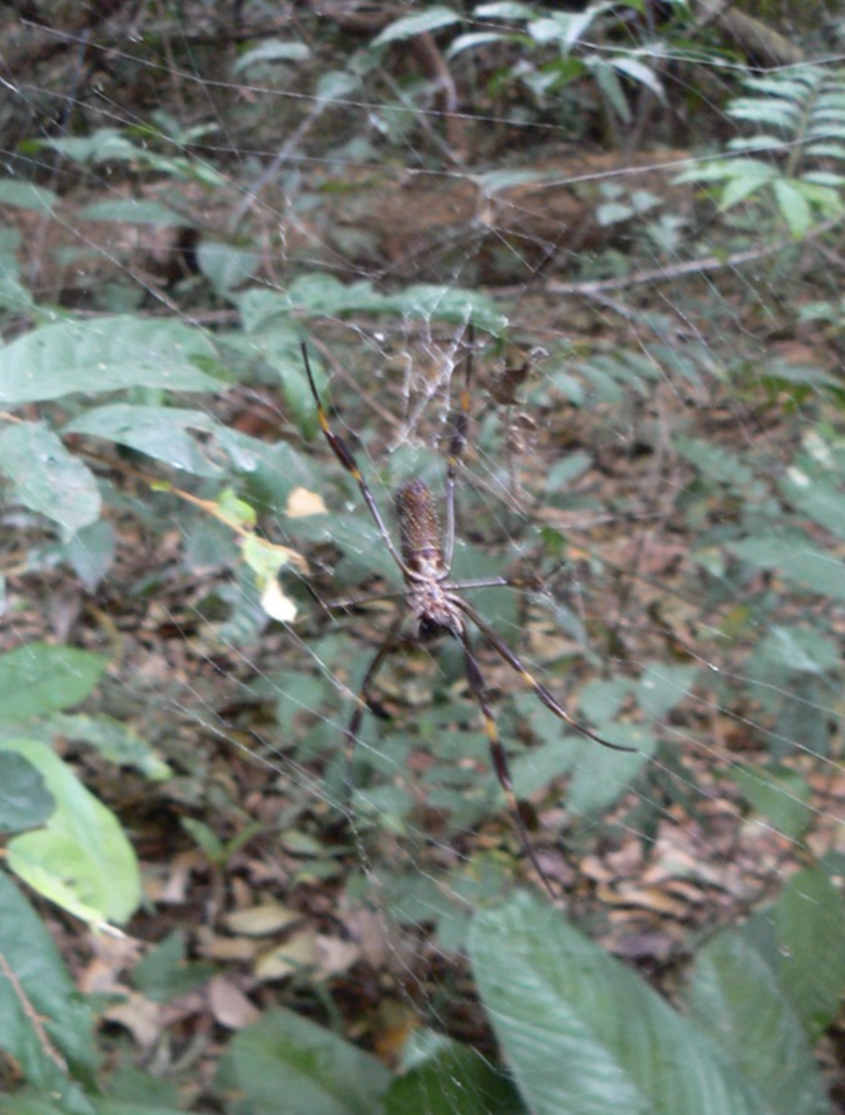 Golden Silk Spider from Tunapuna/Piarco Regional Corporation, Trinidad ...