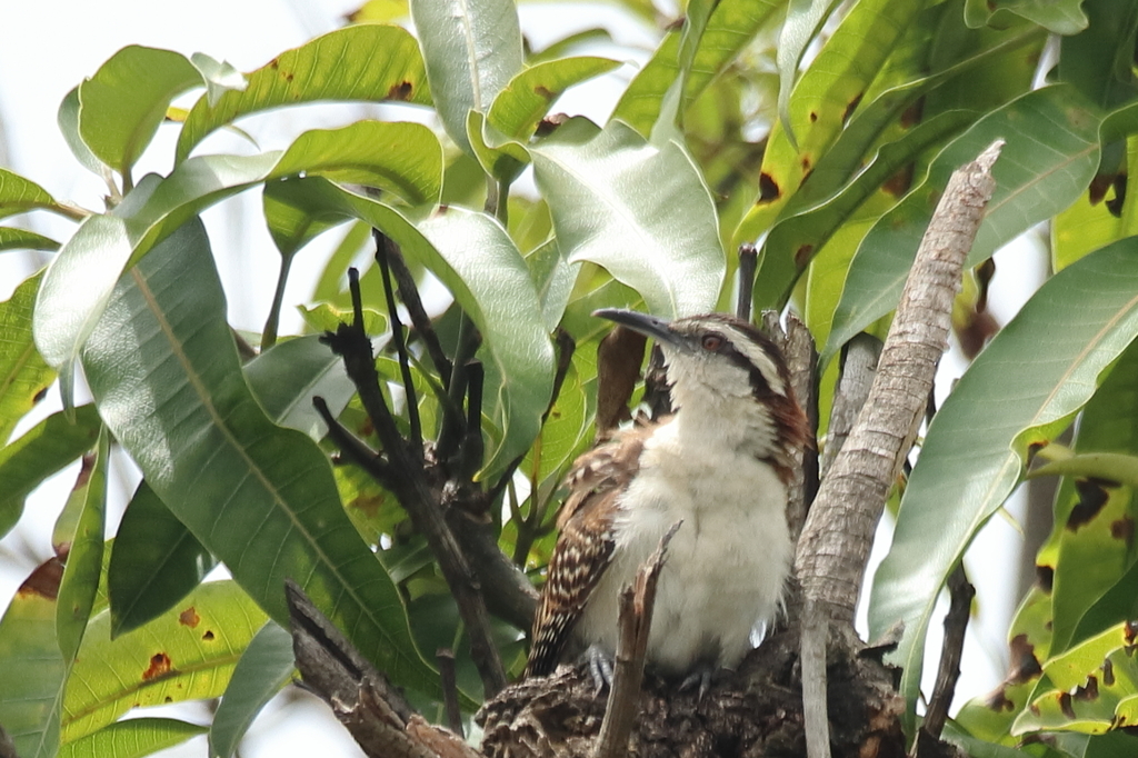 Rufous-naped Wren from San Salvador, El Salvador on June 15, 2022 at 11 ...
