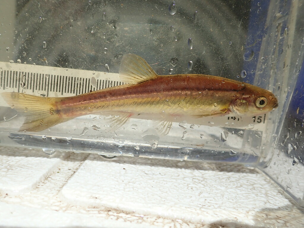 Finescale Dace in June 2022 by Rob Foster · iNaturalist