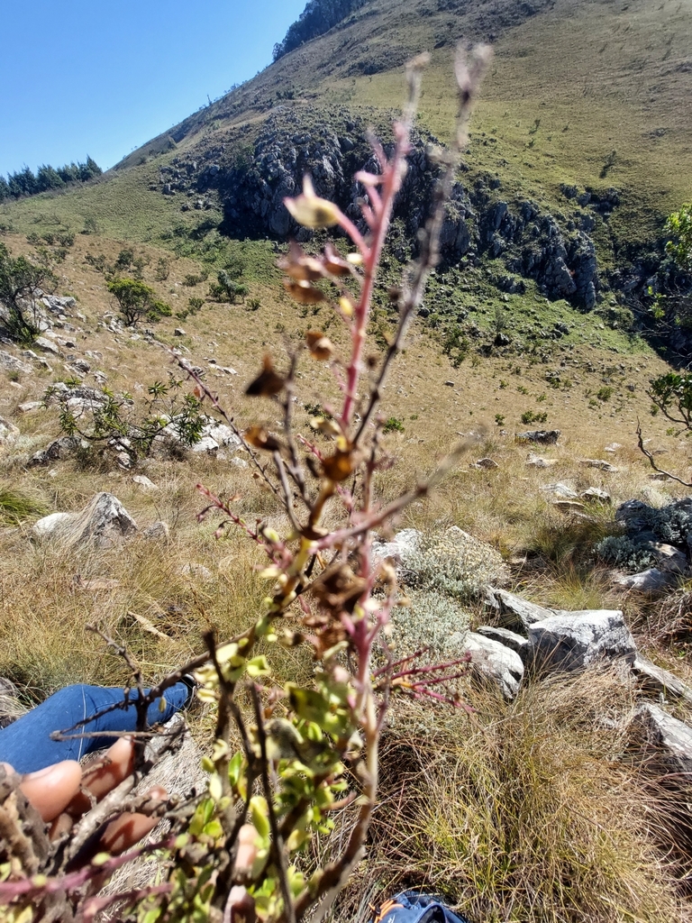Longflower Whistlesweet from Umjindi, South Africa on June 16, 2022 at ...