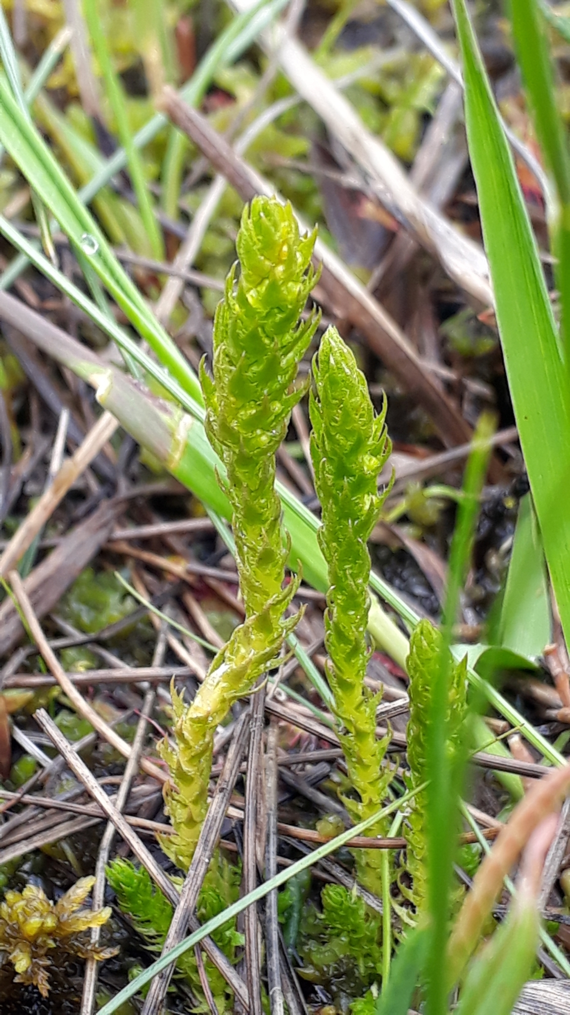 Selaginella selaginoides (L.) Schrank & C.F.P.Mart.