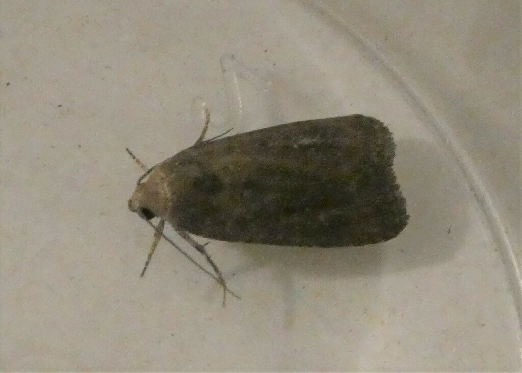 Athetis tenuis from Thames, New Zealand on April 20, 2022 at 07:23 PM ...