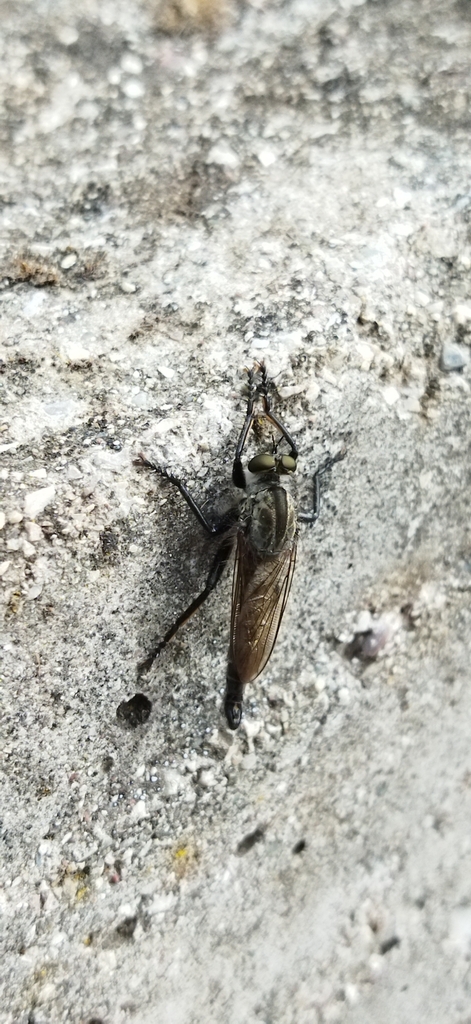 Asilinae from Kalamos on June 15, 2022 at 11:14 PM by Niko Ioannidis ...