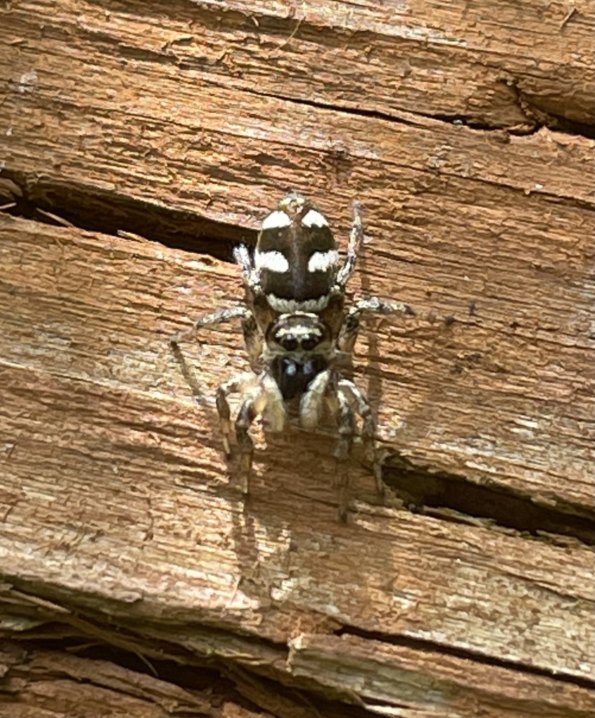Zebra Jumping Spider from Washington Ave, Coos Bay, OR, US on June 16 ...
