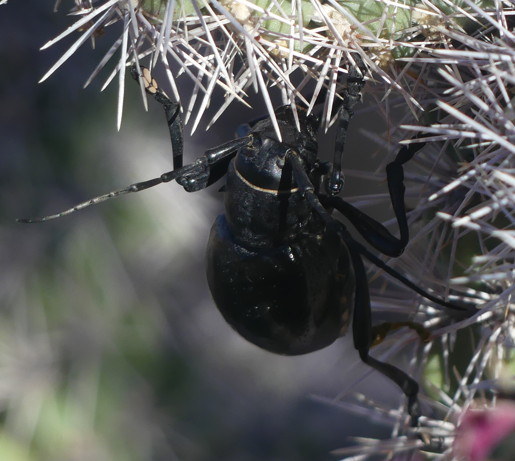 Giant Cactus Longhorn Beetle from Luna, New Mexico, United States on ...