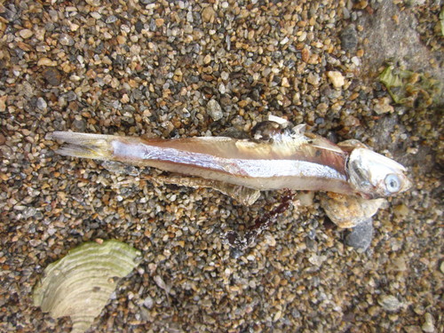 Commerson's Anchovy (Stolephorus commersonnii) · iNaturalist United Kingdom