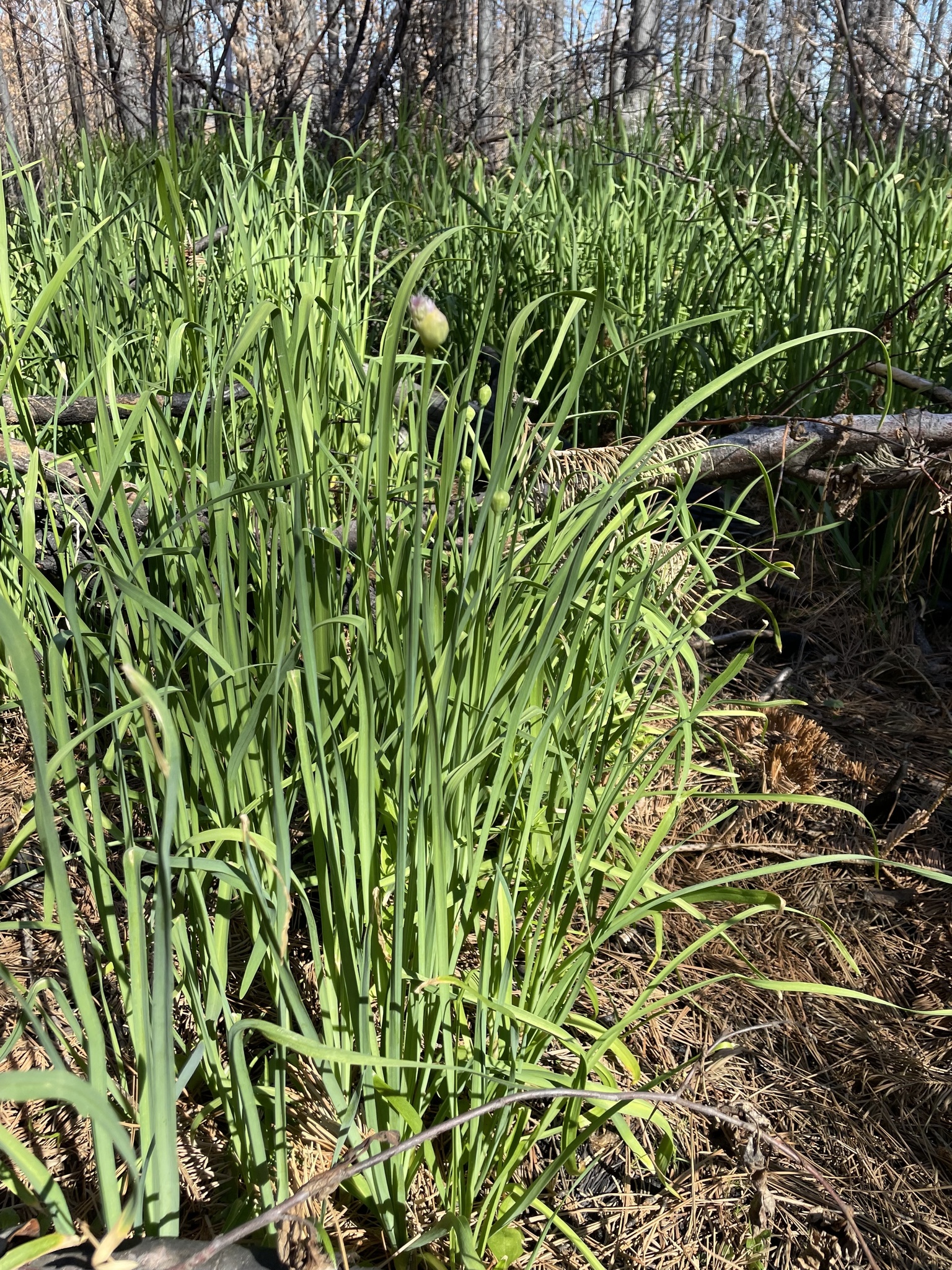 Allium validum S.Watson