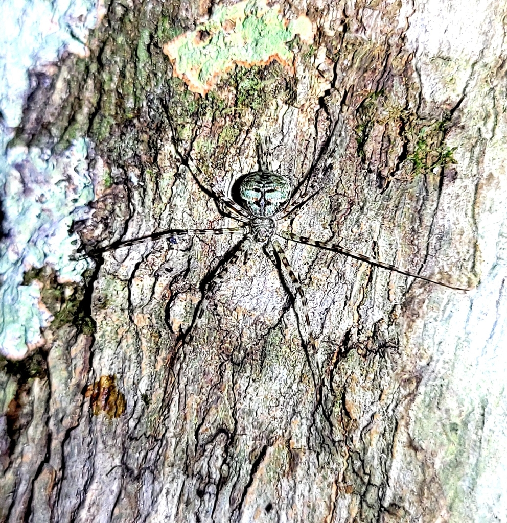 Neotama from Parque Estadual Mata Do Pau-Ferro - sítio chã de jardim ...