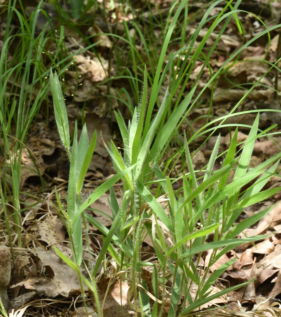white-hair witchgrass in June 2022 by kwillard · iNaturalist