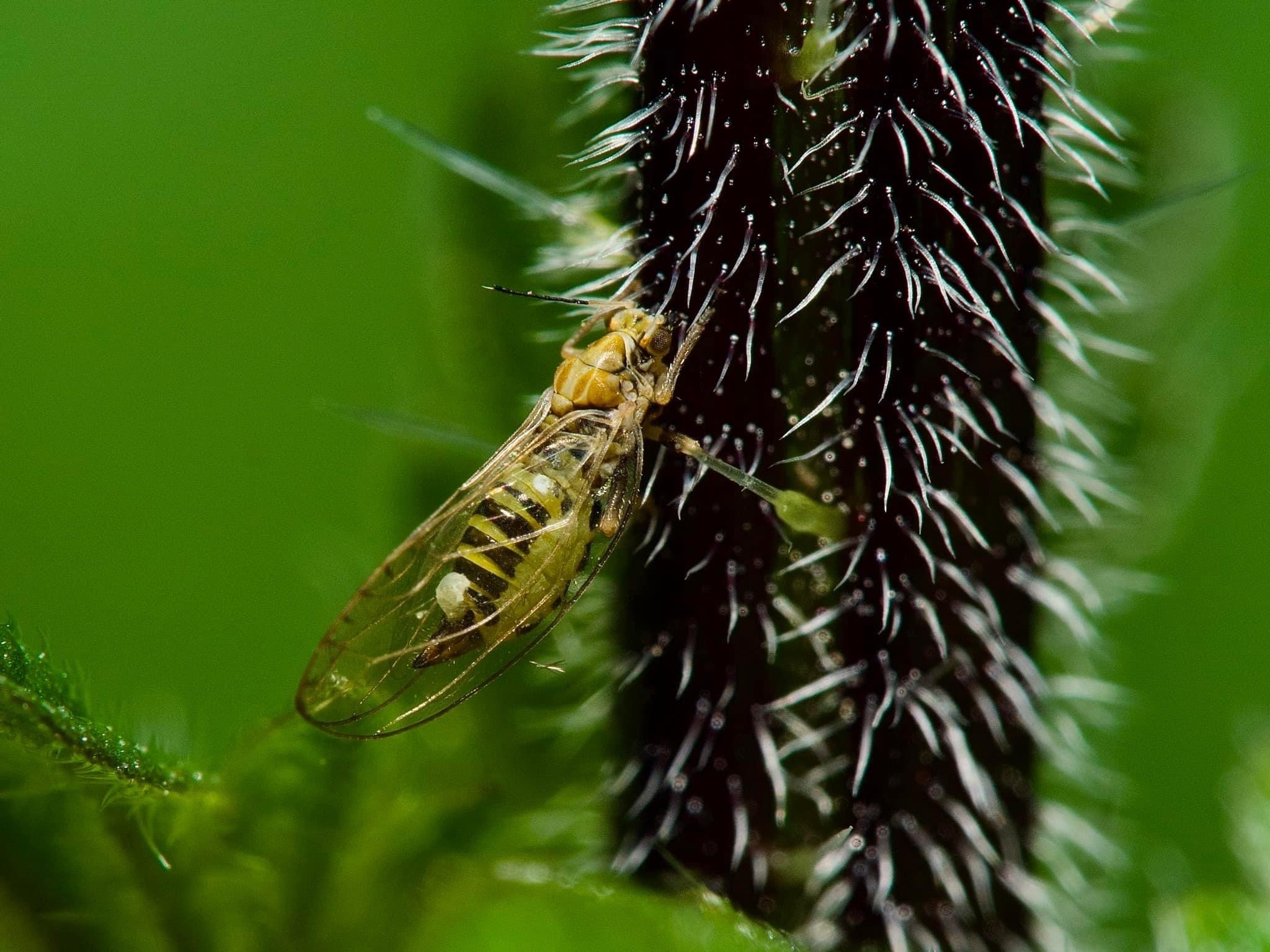 Trioza urticae (Linnaeus, 1758)