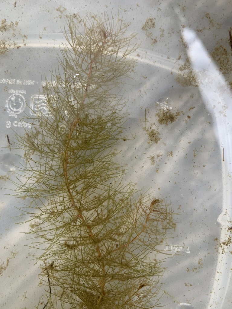 Milfoils from Farm Pond, Sherborn, MA, US on June 16, 2022 at 04:46 PM ...
