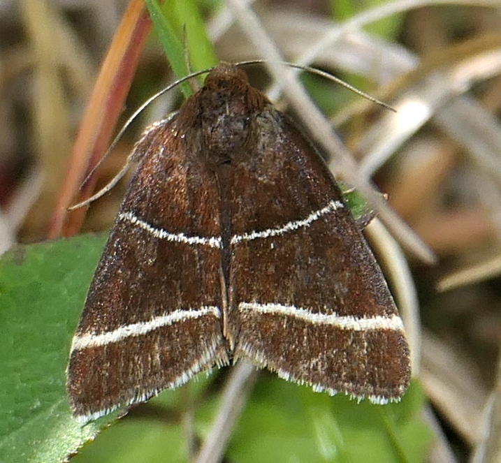 Four-lined Chocolate Moth from Tannery Rd, Thornhurst Township, PA, USA ...