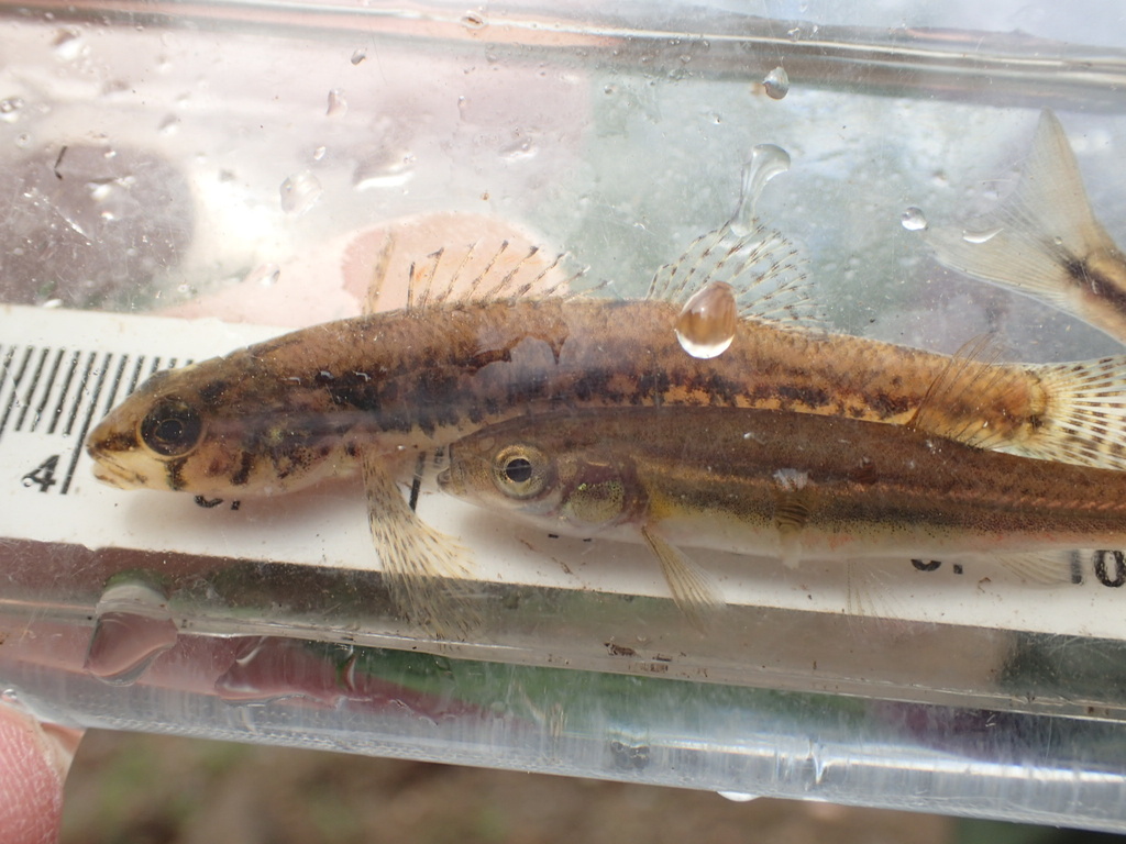 Iowa Darter from Greenstone, ON, CA on June 16, 2022 at 12:02 PM by ...