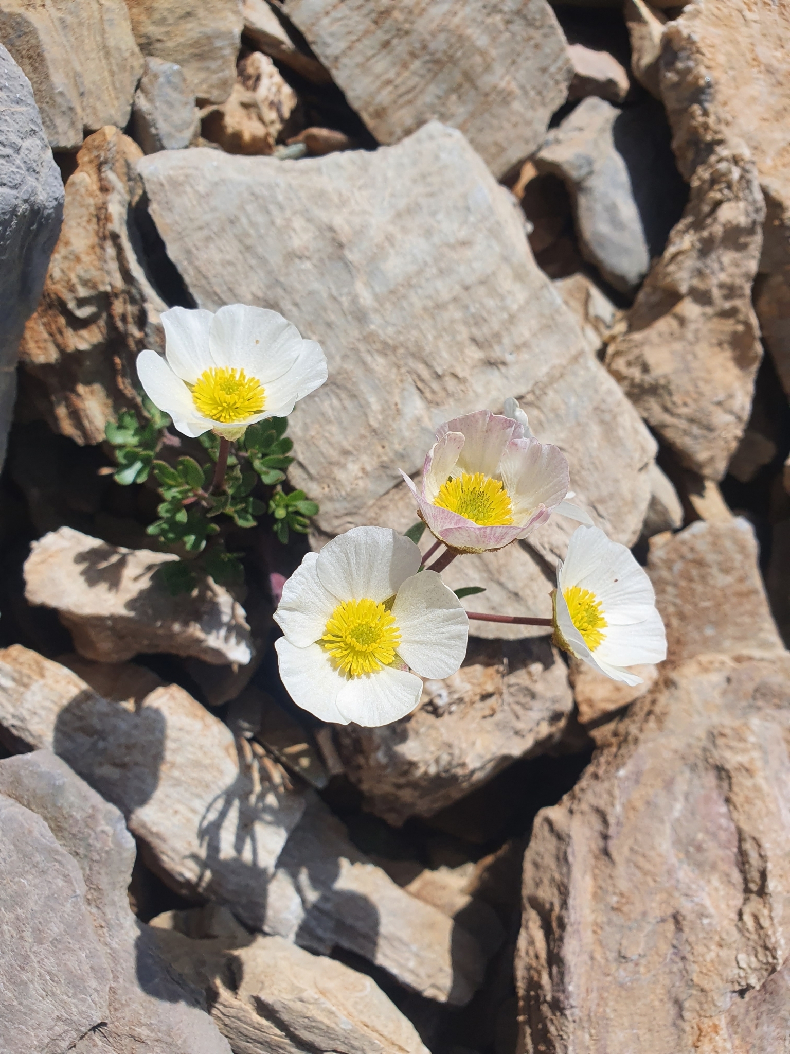 Ranunculus glacialis L.