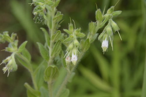 Variety Onosmodium bejariense hispidissimum · iNaturalist
