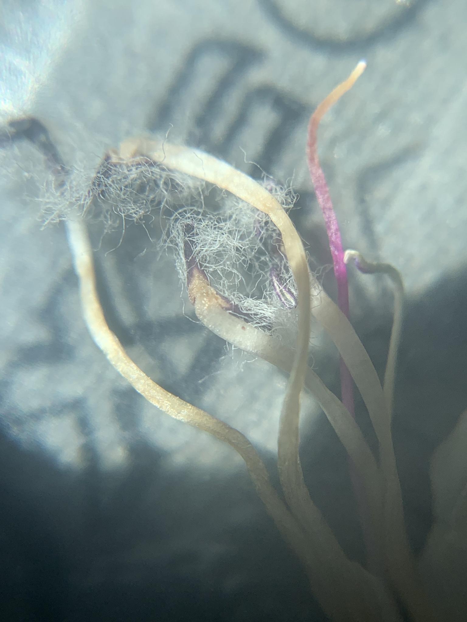 Penstemon comarrhenus A.Gray