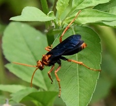 西双版纳的蜂子 · iNaturalist