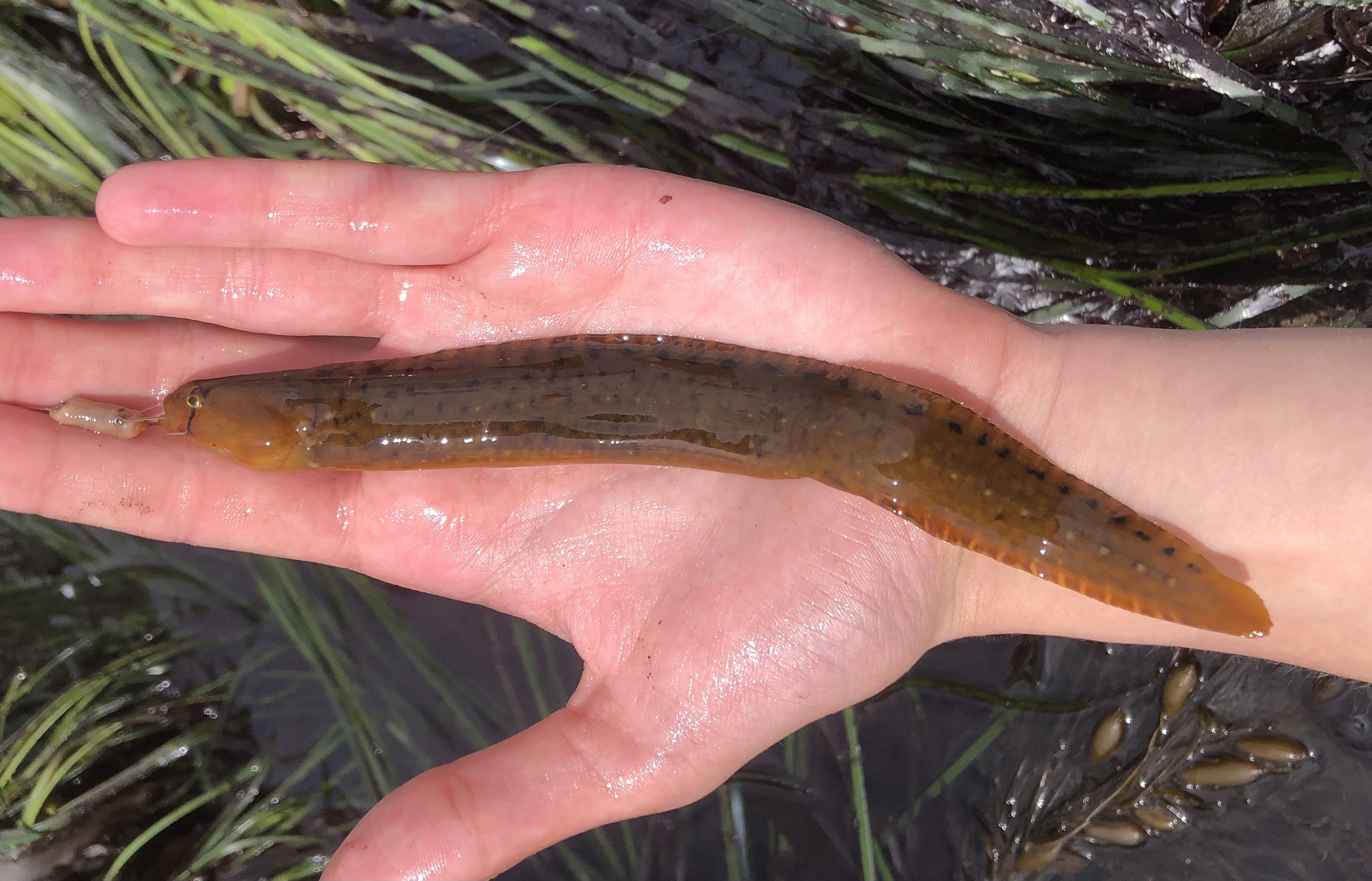 Apodichthys flavidus Girard, 1854