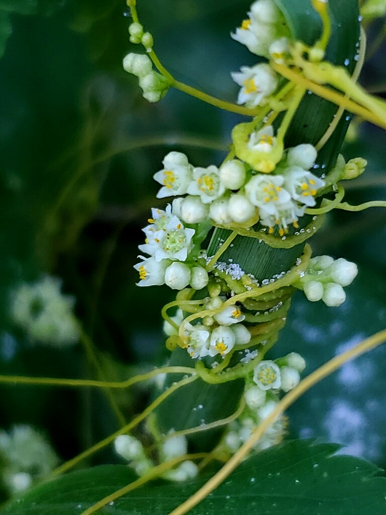 Five Angled Dodder from Okaloosa Island, FL, USA on June 6, 2022 at 08:45 AM by Eric Keith ...