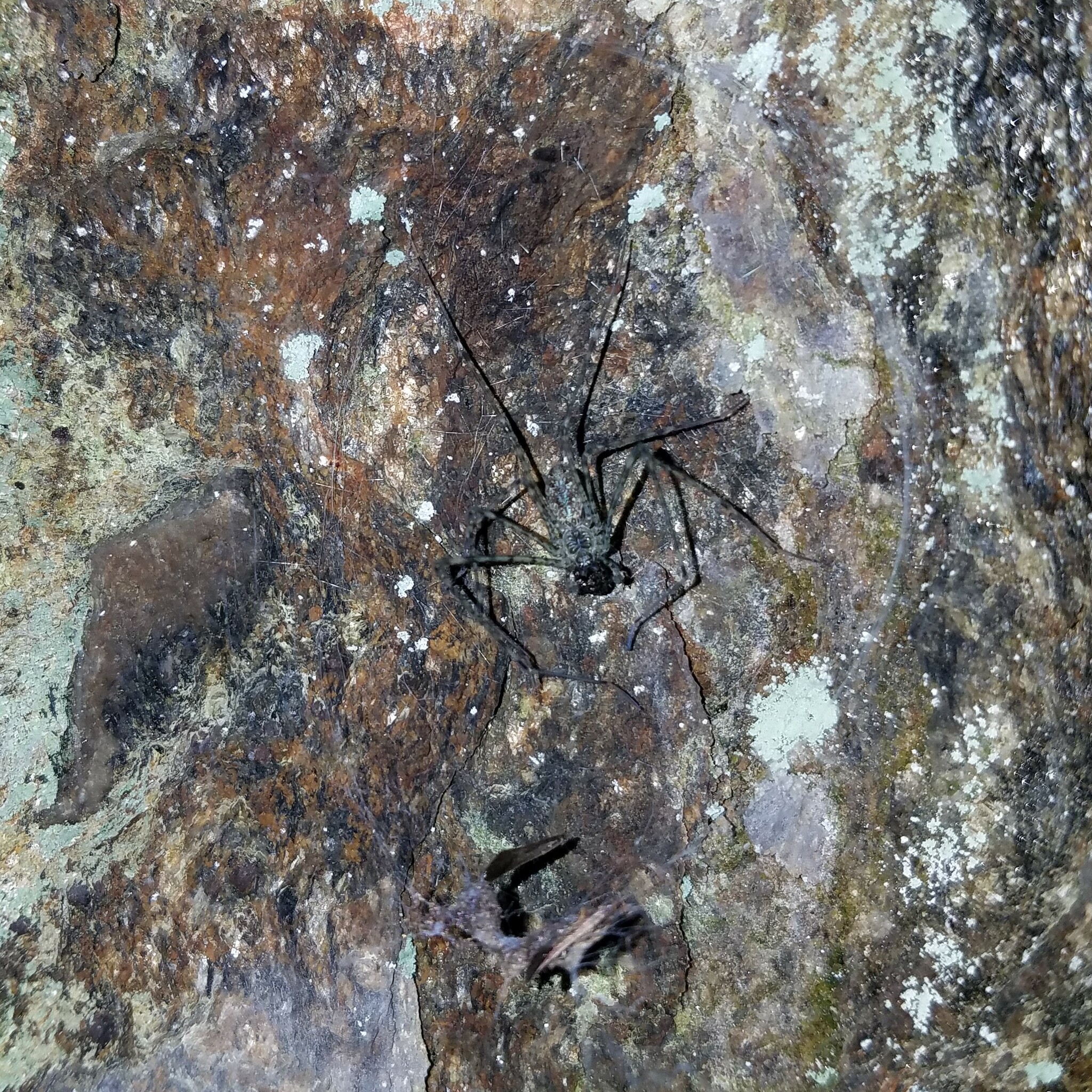 Hypochilidae