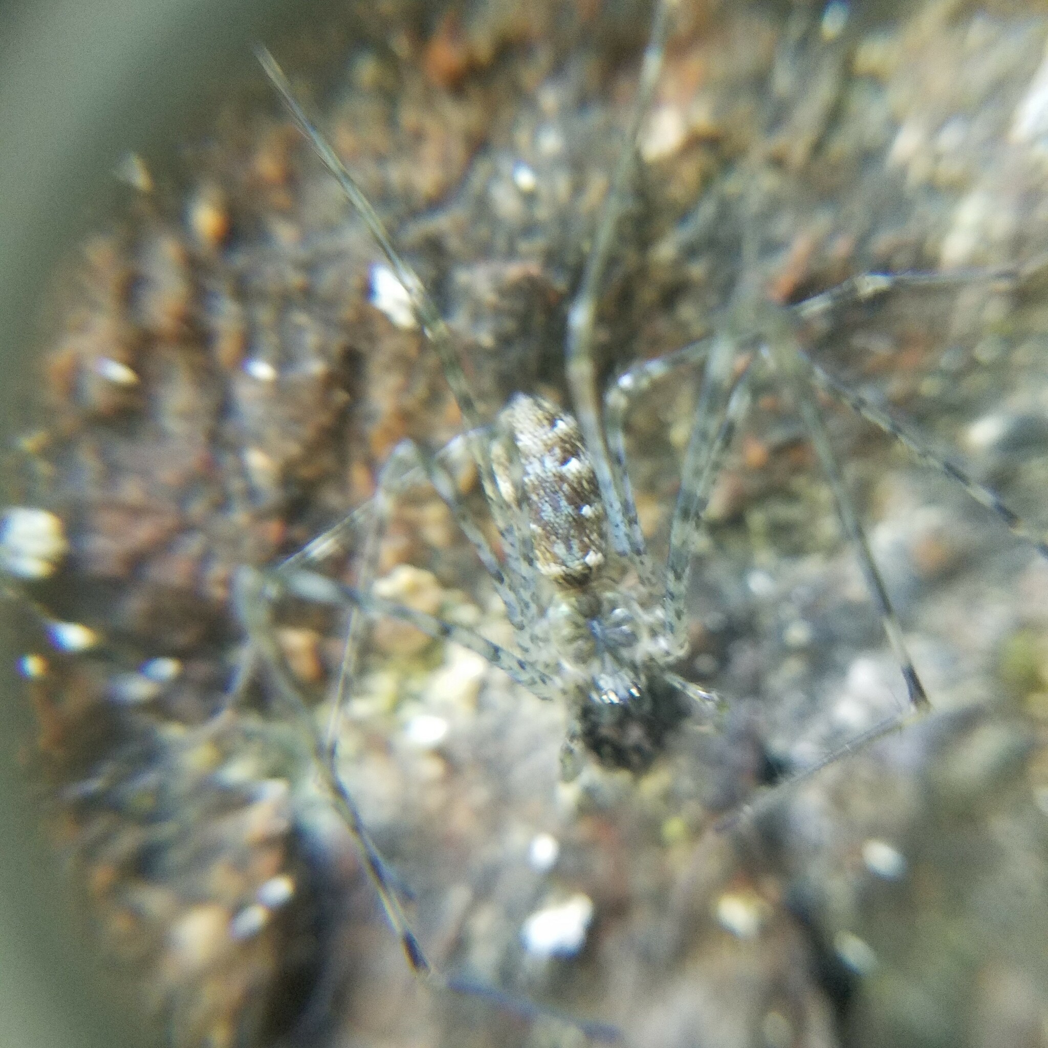 Hypochilidae