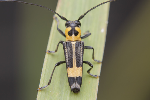 Glenea galathea · iNaturalist