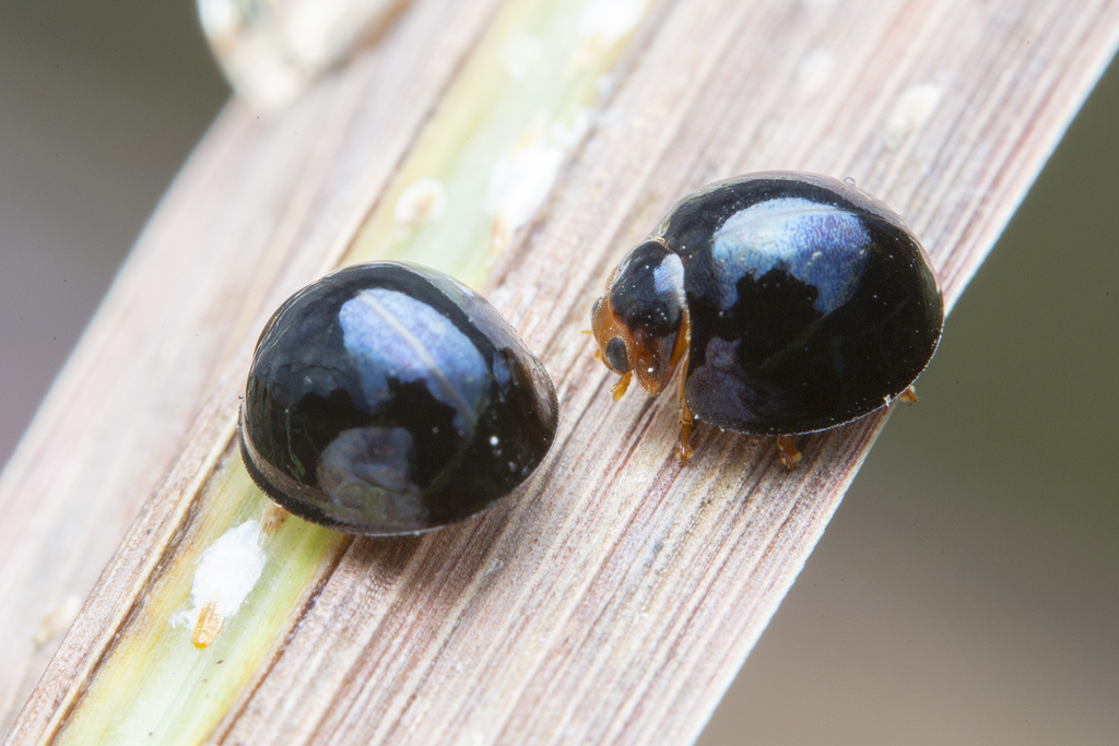 Chilocorus nigritus (Coleoptera (beetles) of the British Indian Ocean ...