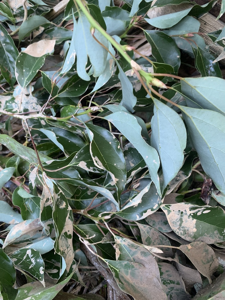 Camphor Tree from Currumbin, QLD, AU on June 17, 2022 at 08:55 AM by ...