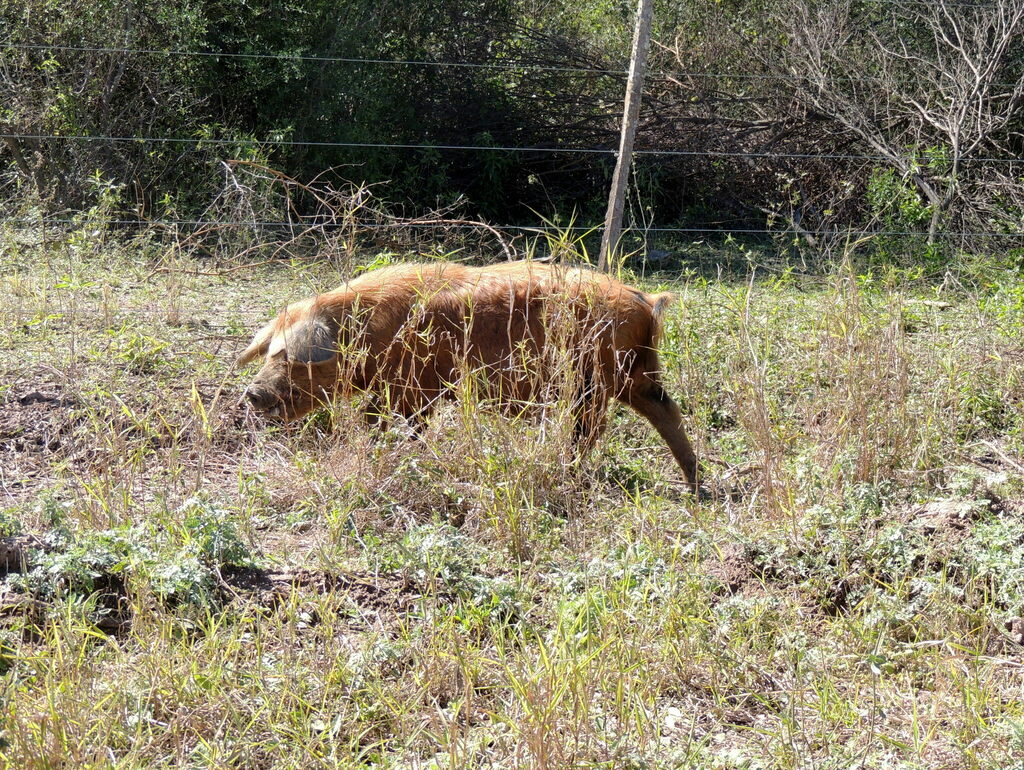 Domestic Pig from Villa Río Bermejito, Chaco Province, Argentina on ...