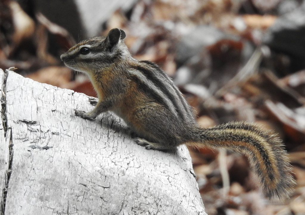 Least Chipmunk from Yakima County, WA, USA on June 13, 2022 at 02:05 PM ...