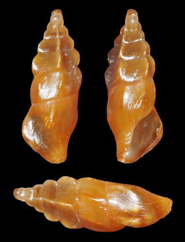 Plagiostropha quintuplex · iNaturalist