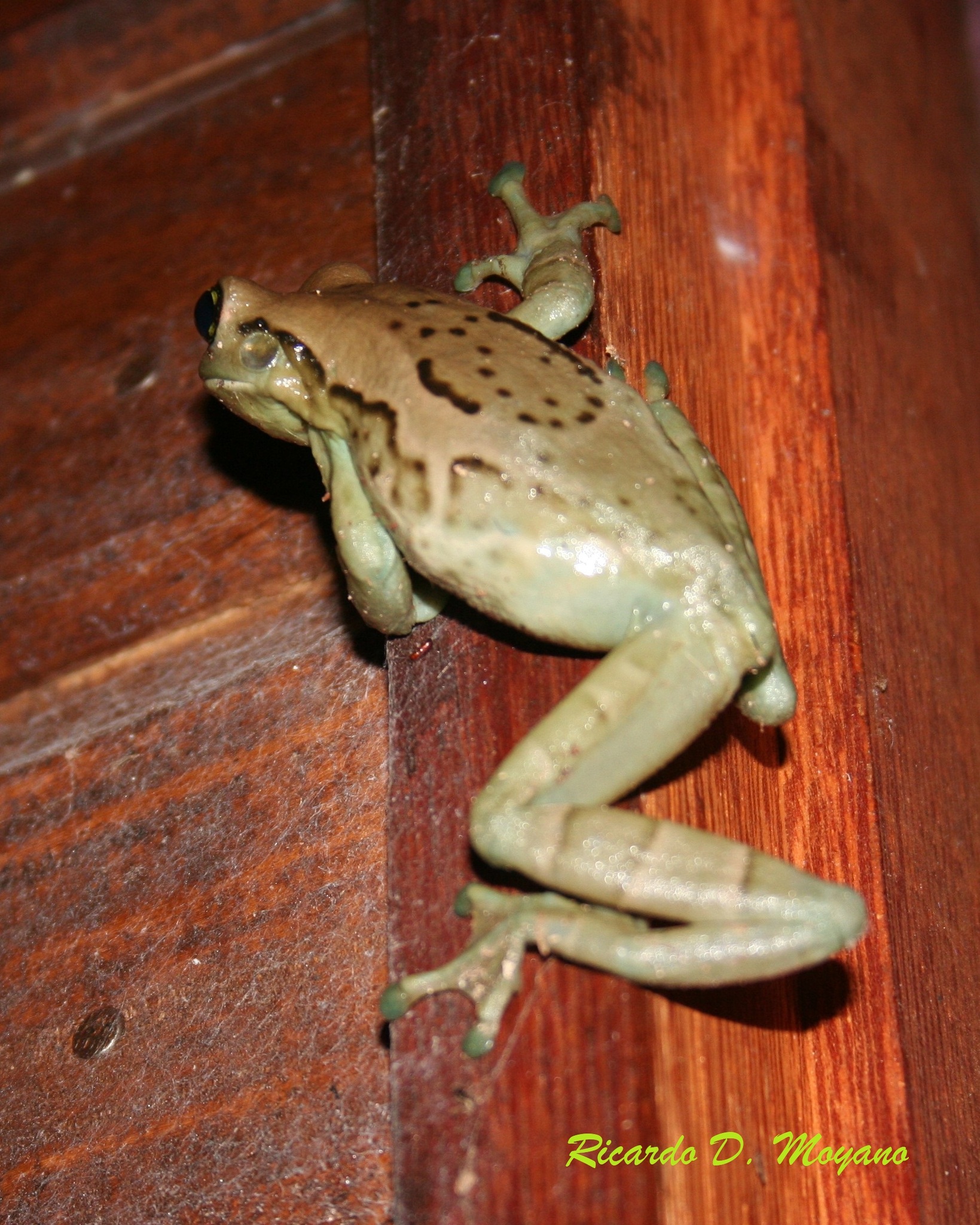 Trachycephalus dibernardoi Kwet & Solé, 2008
