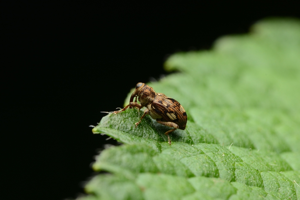 Conoderinae from Taichung, TW-TG, TW on June 16, 2022 by chiawentsai ...