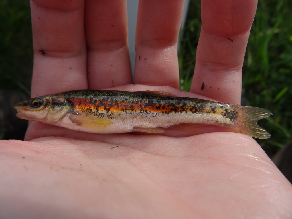 Western Blacknose Dace from Richland County, ND, USA on June 18, 2018 ...