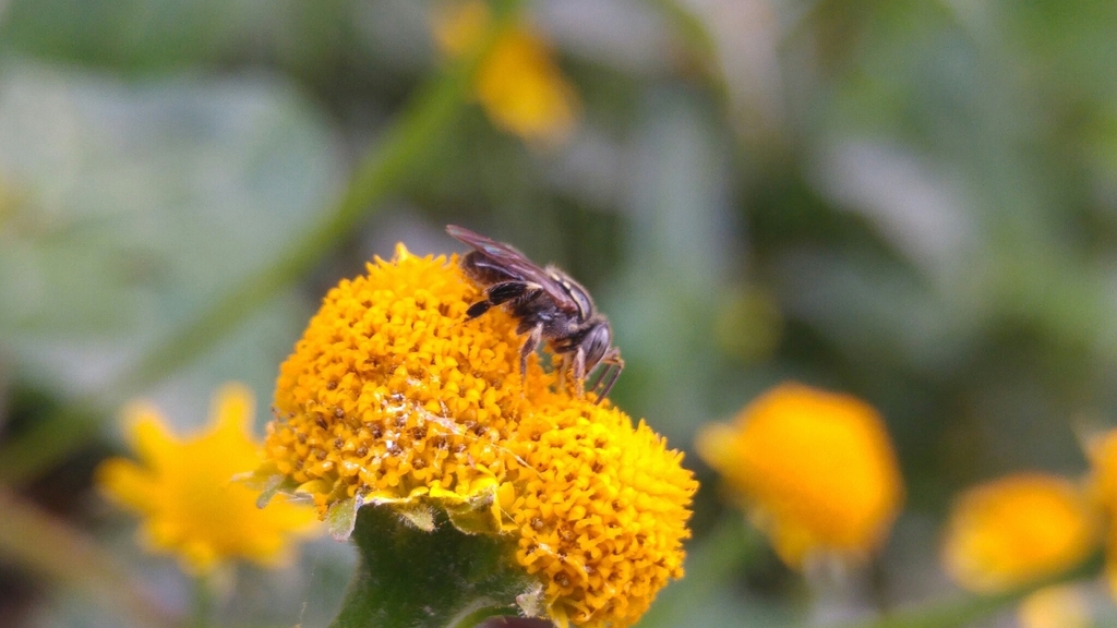 Plebeia frontalis (Abejas y avispas de Veracruz) · iNaturalist