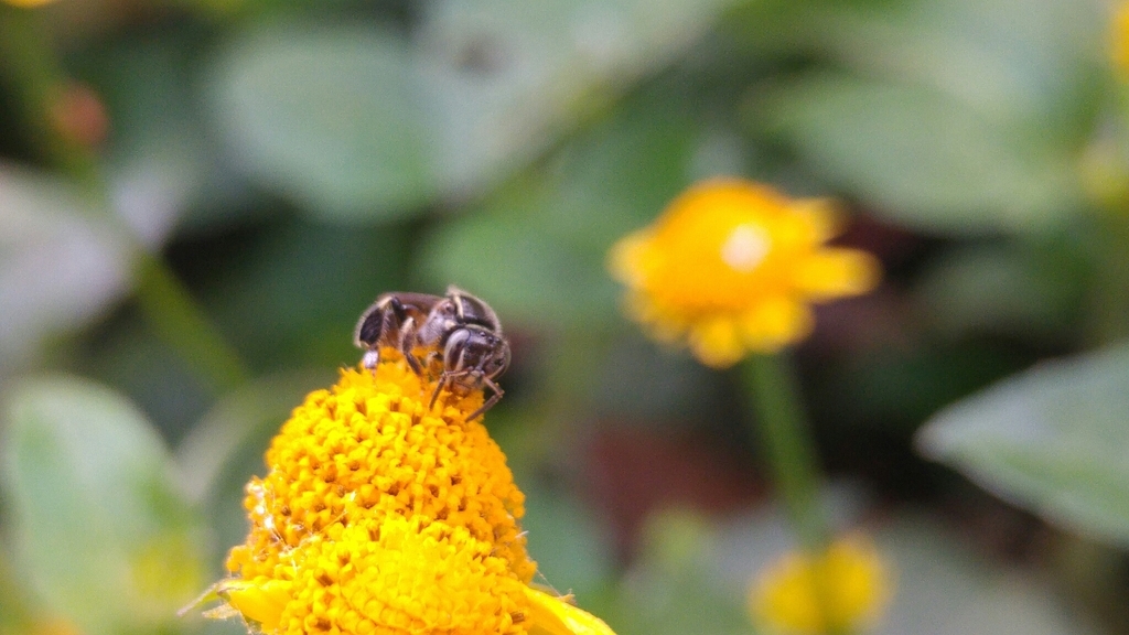 Plebeia frontalis (Abejas y avispas de Veracruz) · iNaturalist
