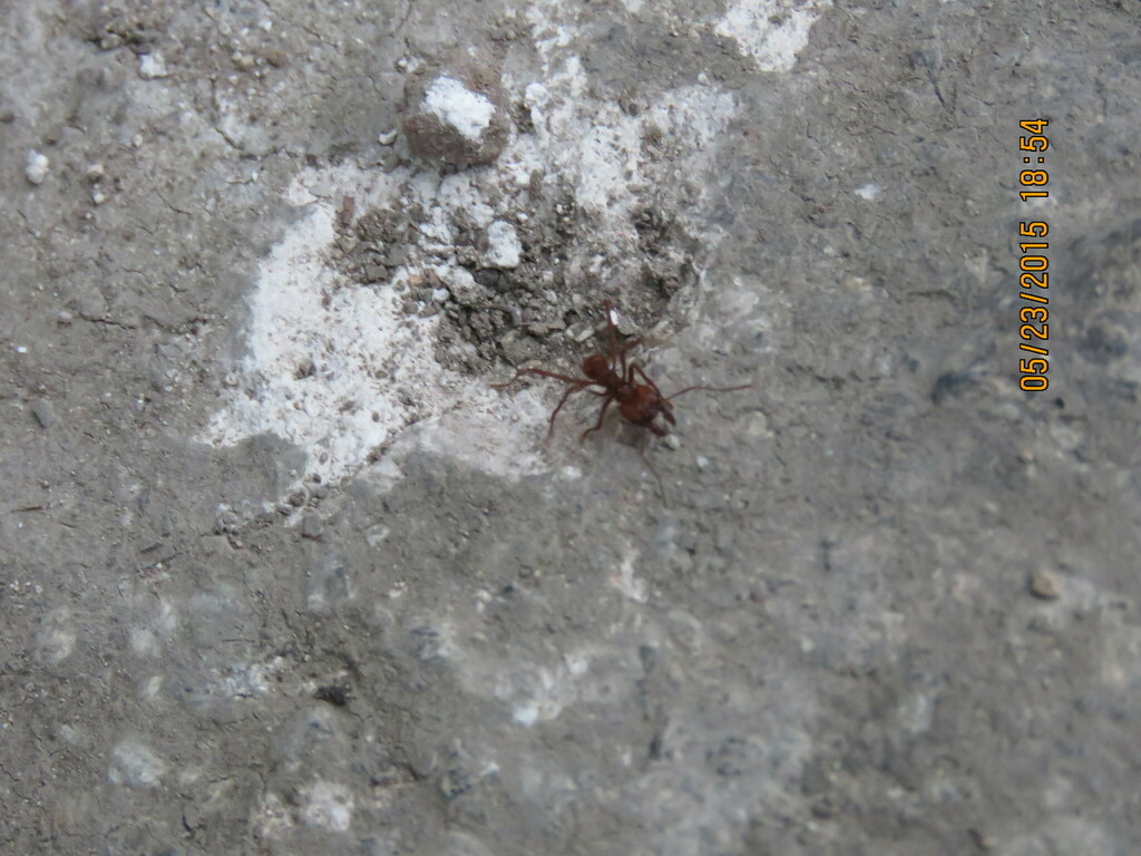 Hormiga arriera roja (Abejas y avispas de Veracruz) · iNaturalist