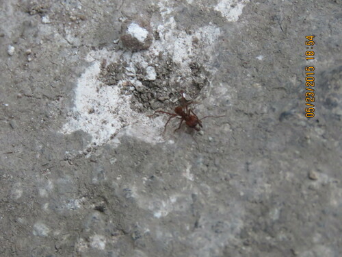 Hormiga arriera roja (Abejas y avispas de Veracruz) · iNaturalist