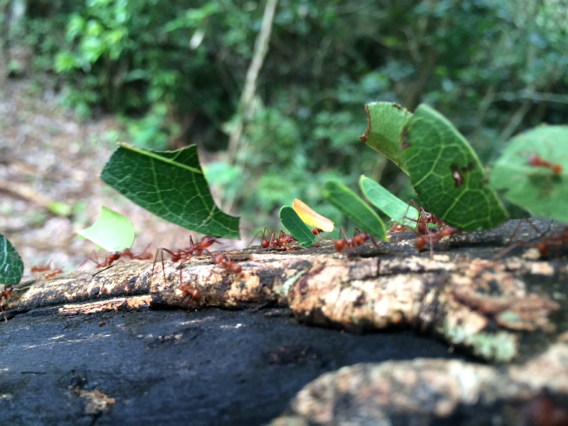Hormiga arriera roja (Abejas y avispas de Veracruz) · iNaturalist