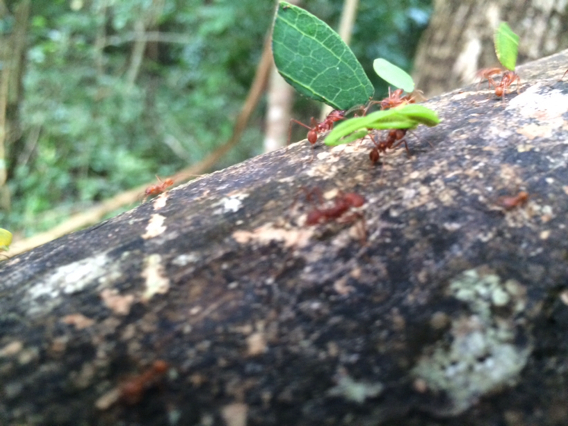 Hormiga arriera roja (Abejas y avispas de Veracruz) · iNaturalist
