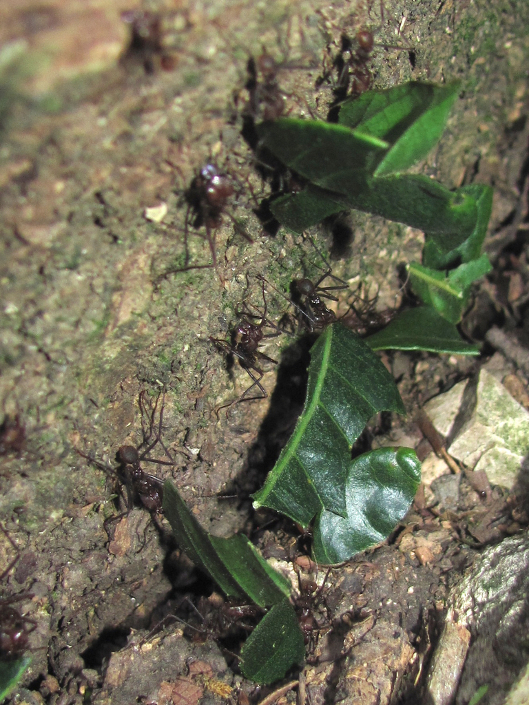 Hormiga chicatana negra (Abejas y avispas de Veracruz) · iNaturalist
