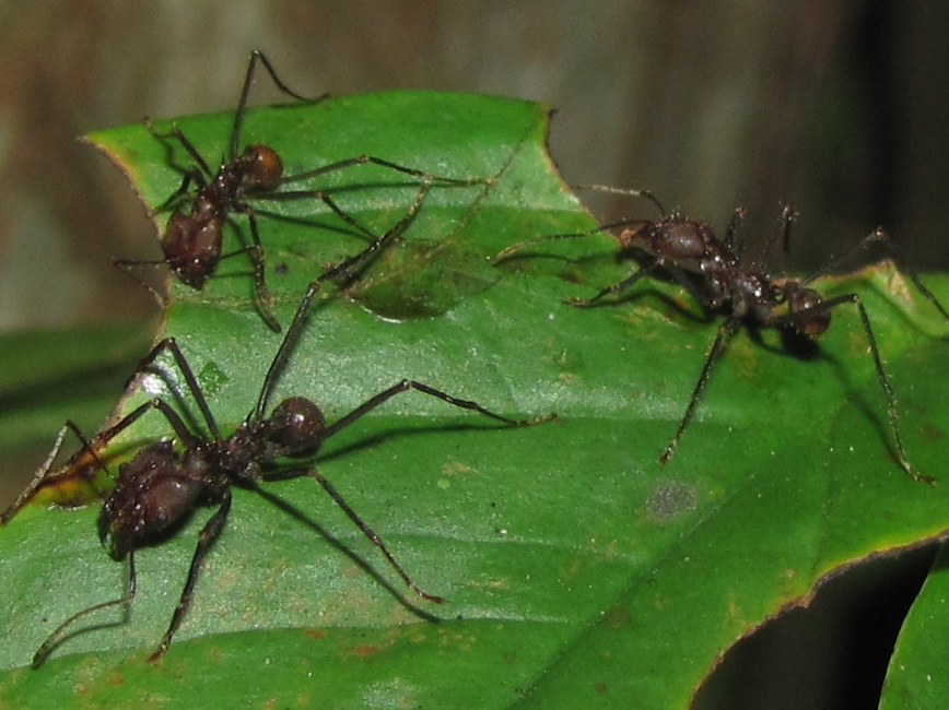 Hormiga chicatana negra (Abejas y avispas de Veracruz) · iNaturalist