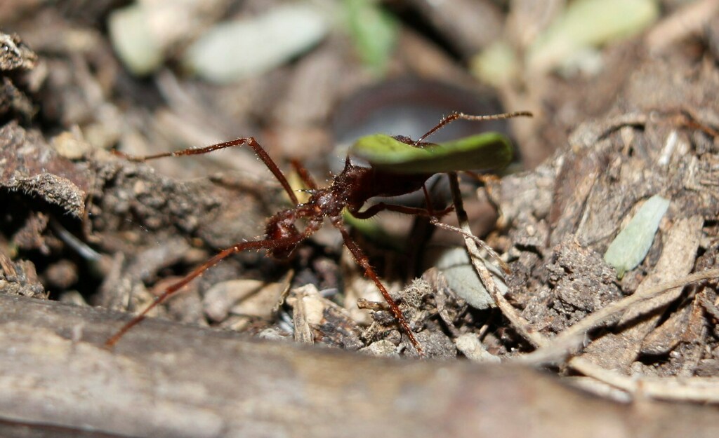 Hormiga chicatana negra (Abejas y avispas de Veracruz) · iNaturalist