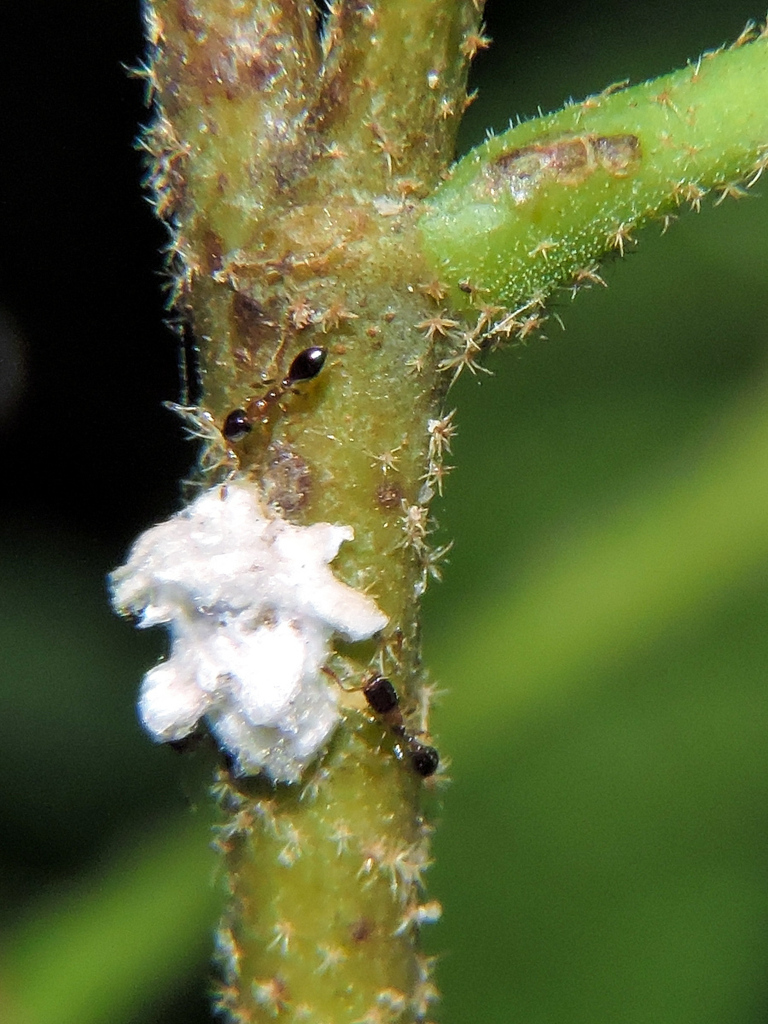 Flower Ant (Hymenoptera (ants, bees and wasps) of the Chagos ...