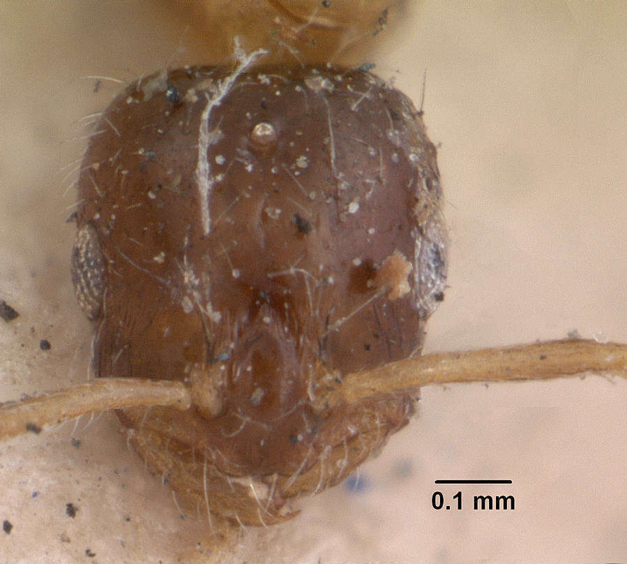 Flower Ant (Hymenoptera (ants, bees and wasps) of the Chagos ...