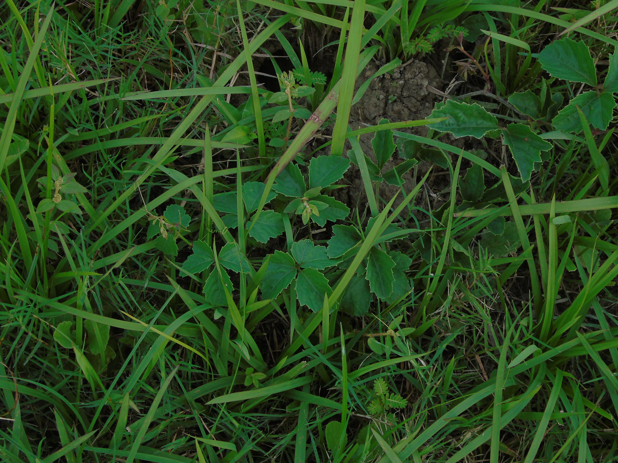 Causonis trifolia (L.) Mabb. & J.Wen