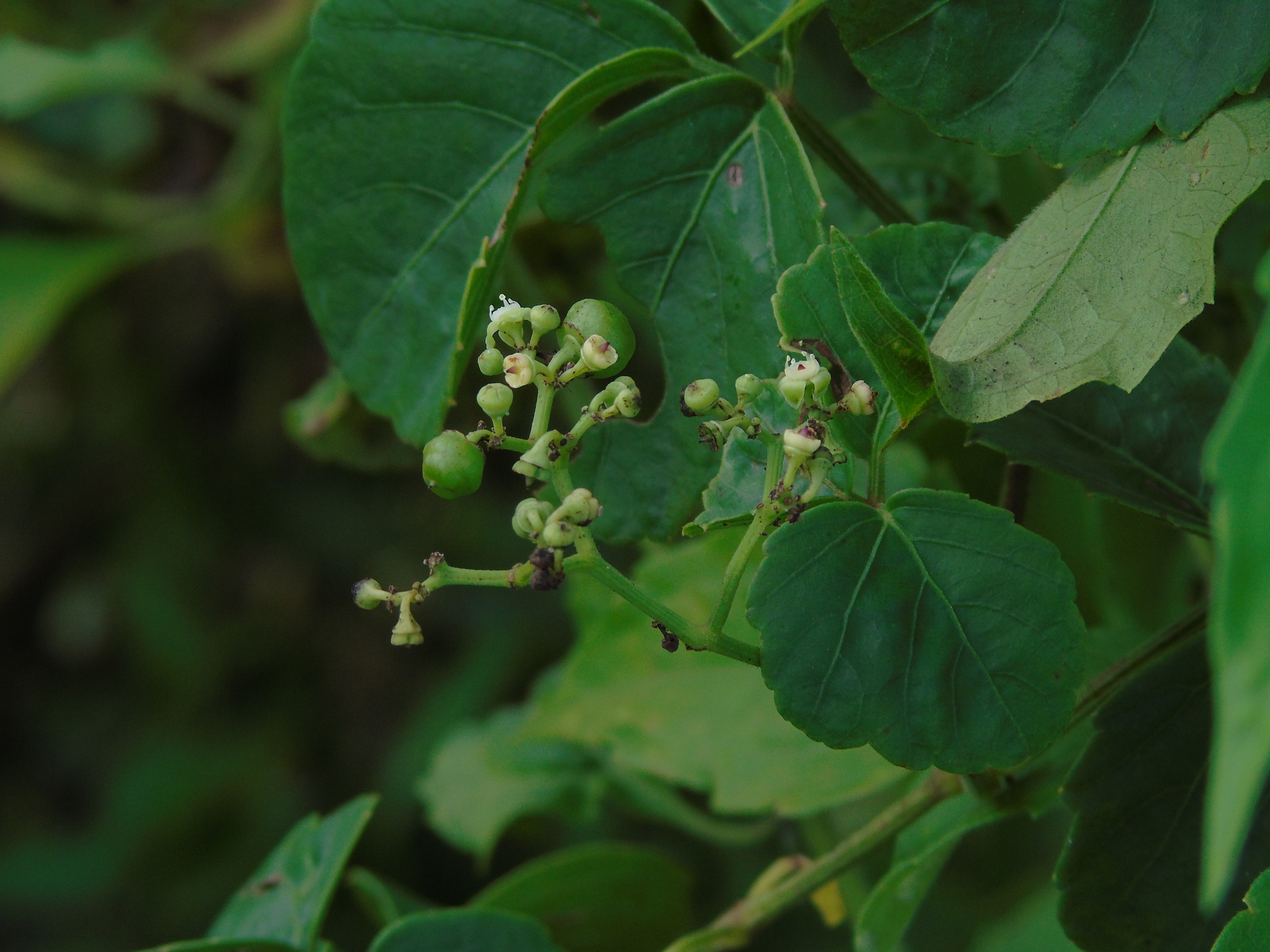 Causonis trifolia (L.) Mabb. & J.Wen