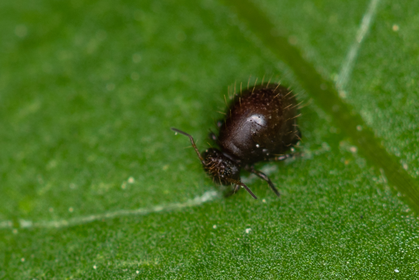 Allacma fusca (C.Linnaeus, 1758)